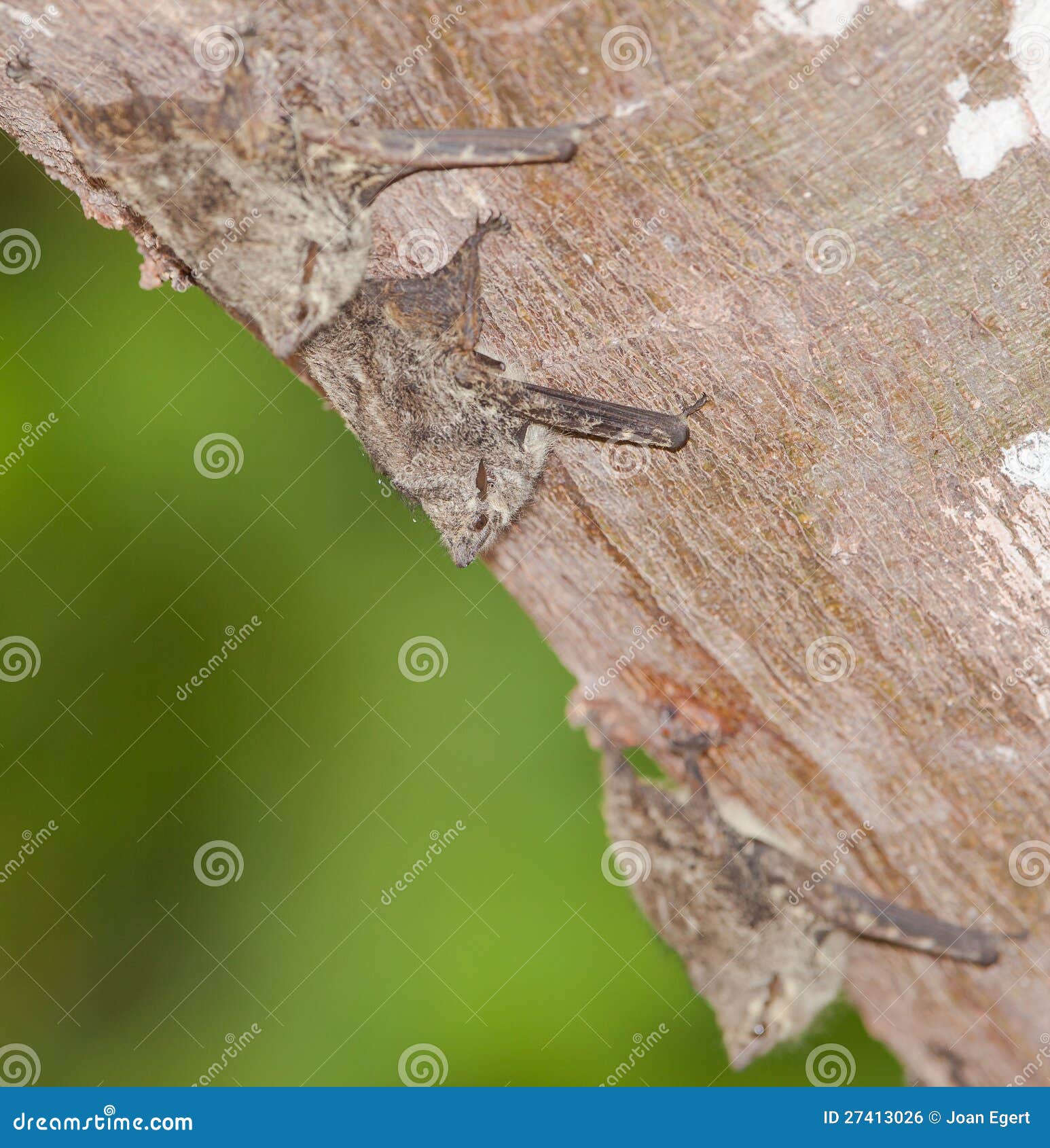 Proboscis Bats on a log stock photo. Image of murcilago - 27413026