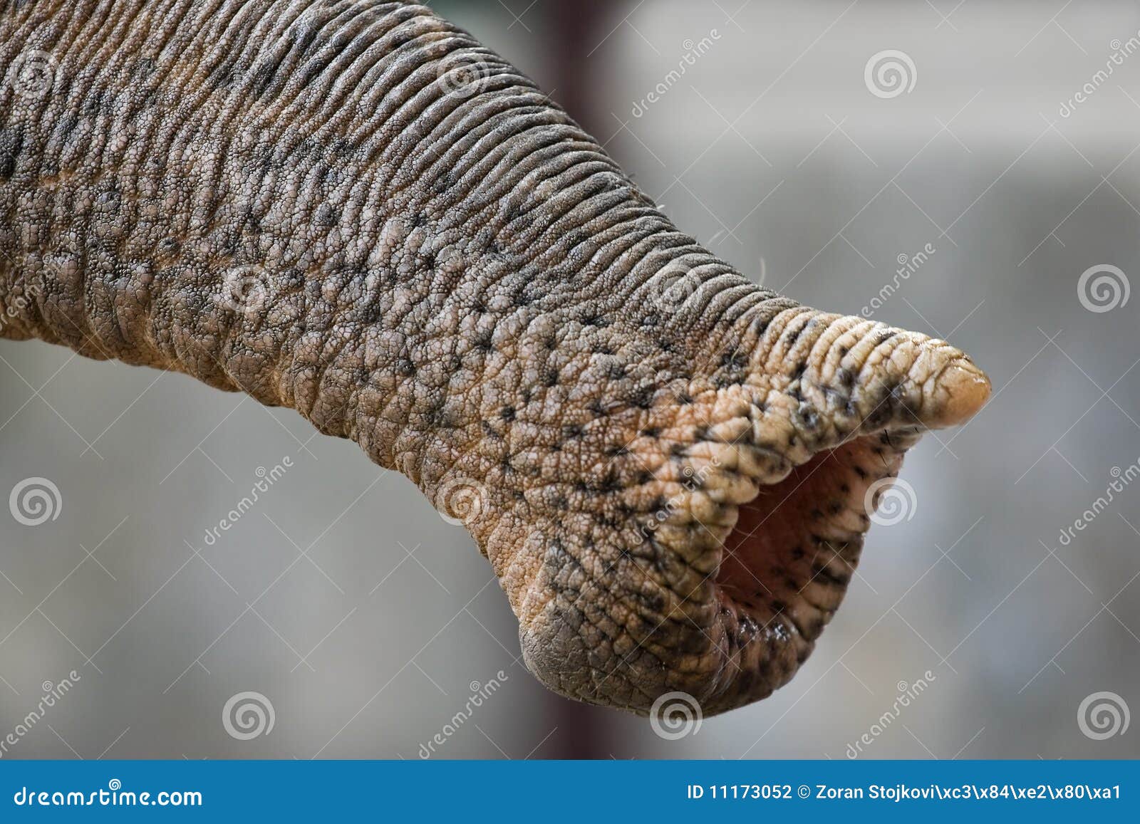 Proboscis of an elephant stock photo. Image of huge, nostril - 11173052