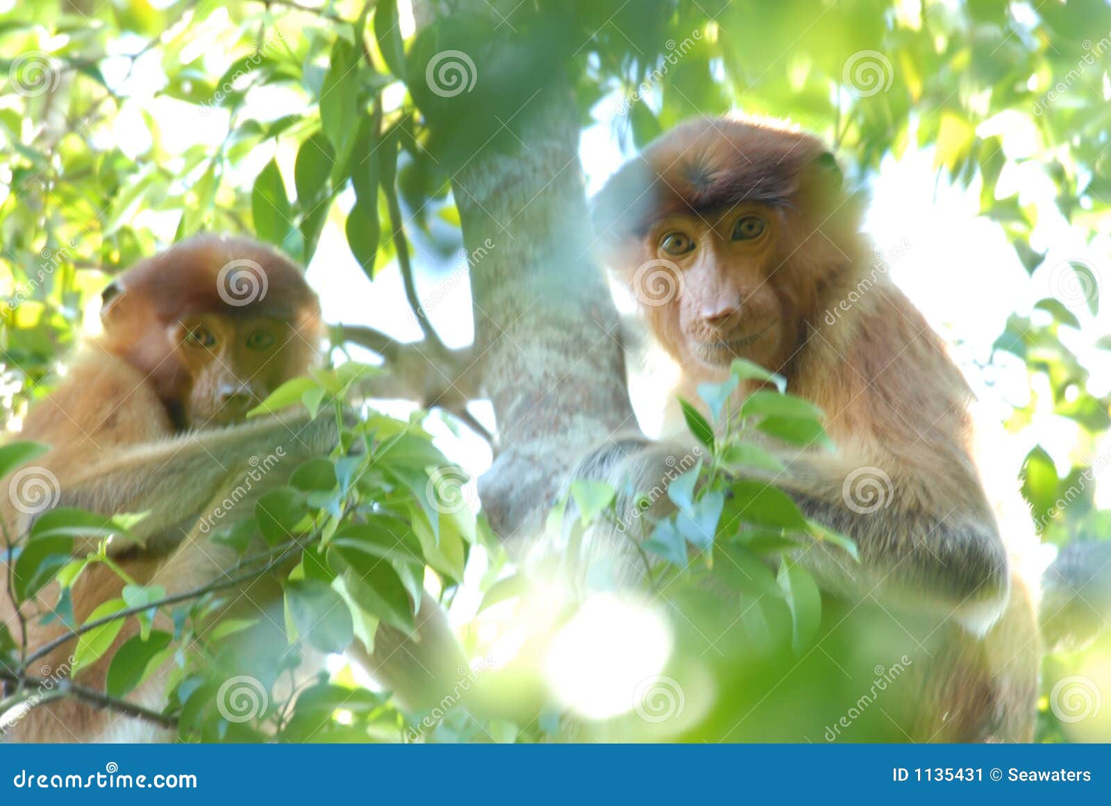 Proboscis Monkey Royalty-Free Stock Photo | CartoonDealer.com #1135431