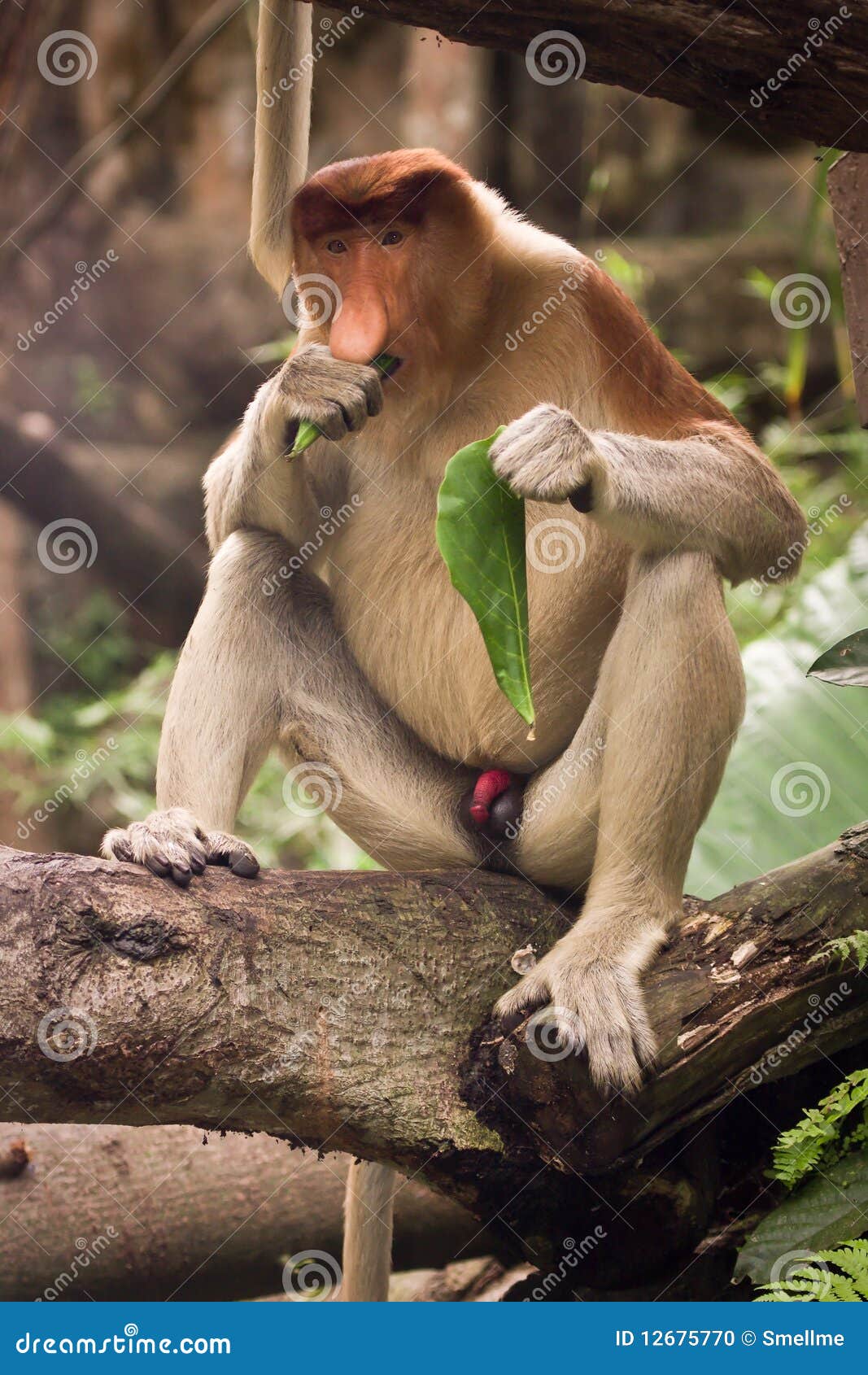 Proboscis monkey stock photo. Image of island, junge - 12675770