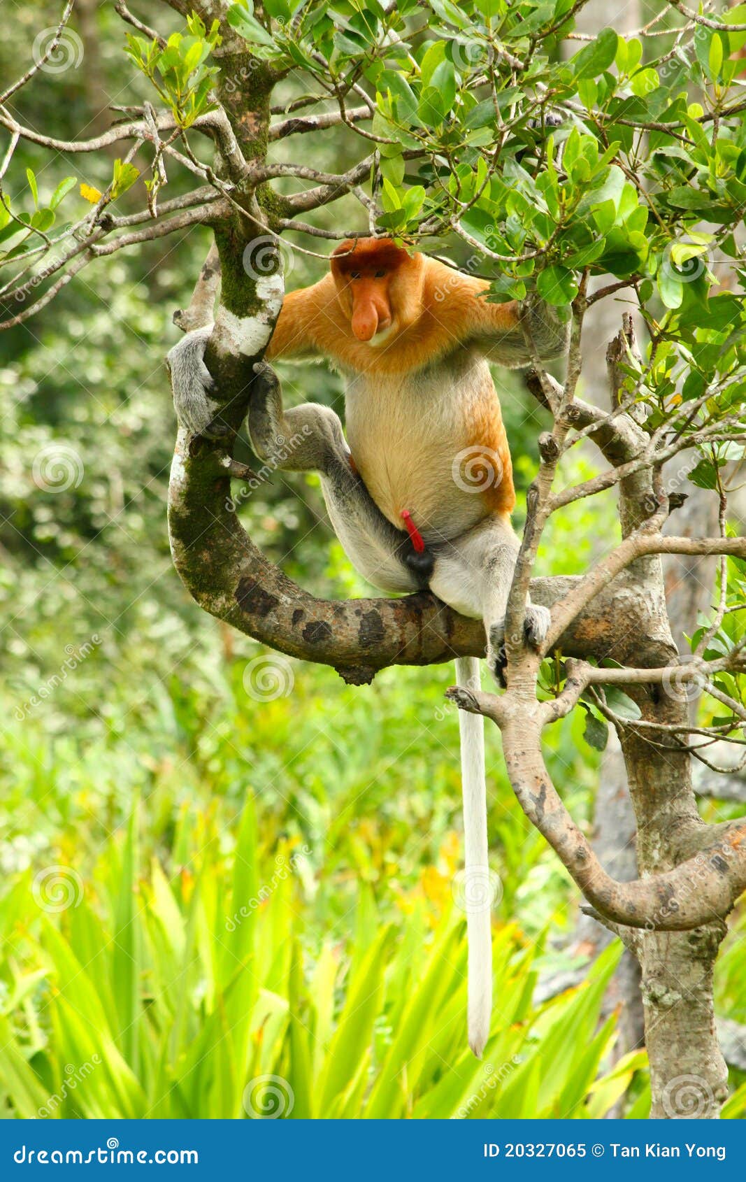 Proboscis monkey stock image. Image of male, sandakan - 20327065