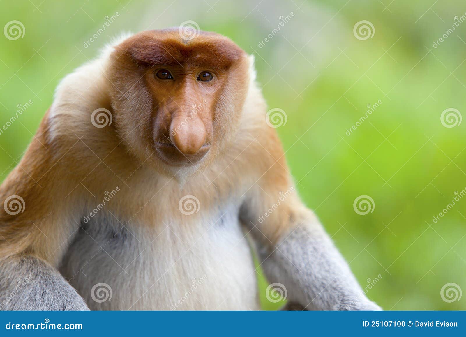 A proboscis monkey. stock photo. Image of trees, feeding - 25107100