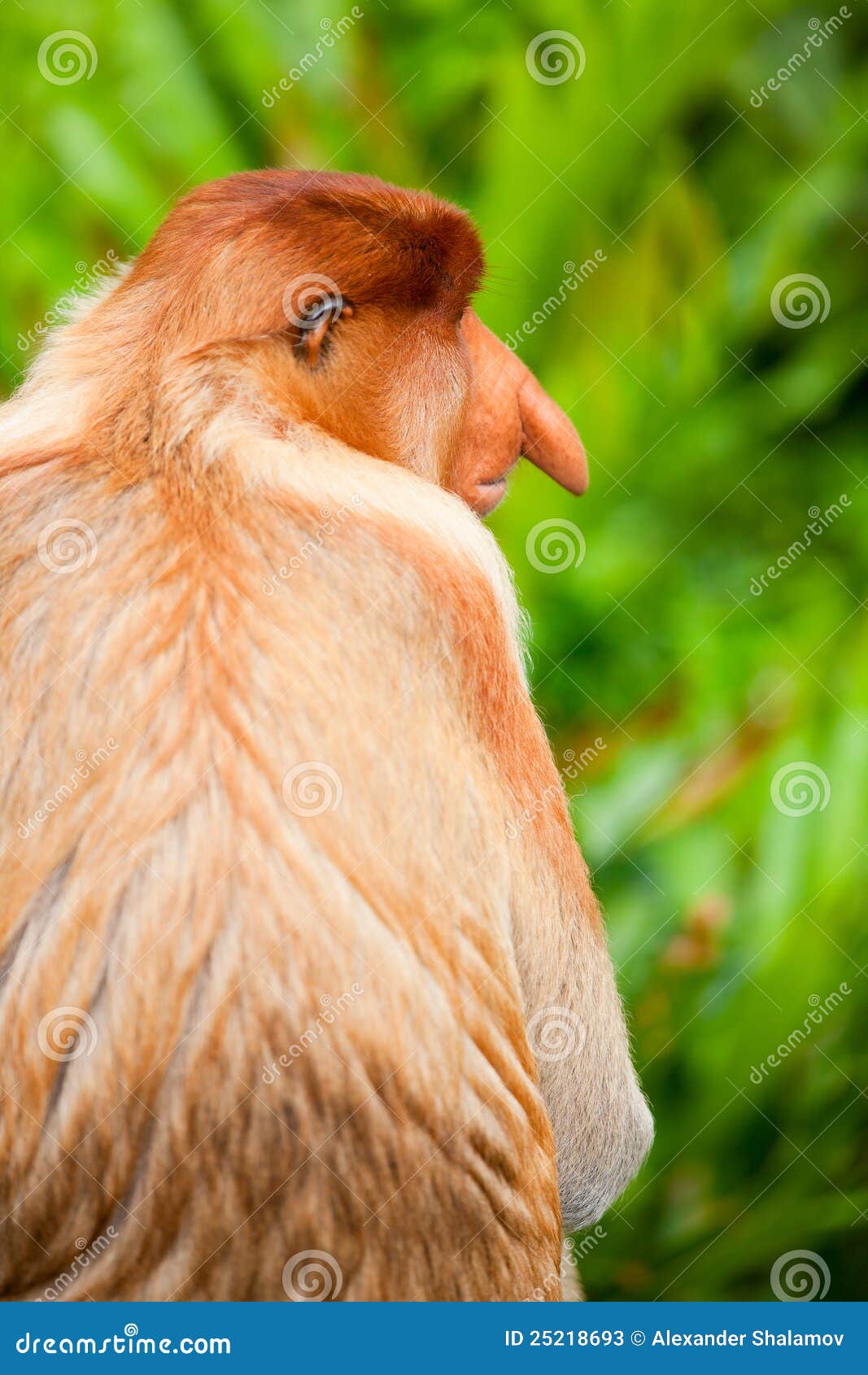 Proboscis monkey stock image. Image of proboscis, nose - 25218693