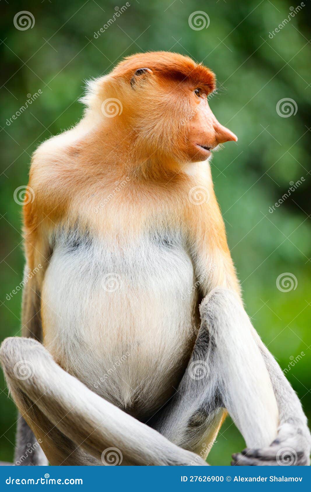 Proboscis monkey stock photo. Image of sandakan, malaysia - 27626900