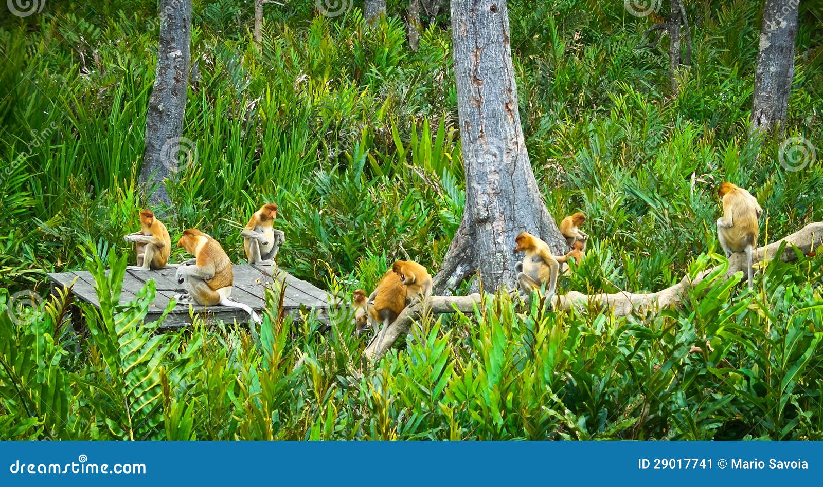 Proboscis monkey stock image. Image of asia, proboscis - 29017741