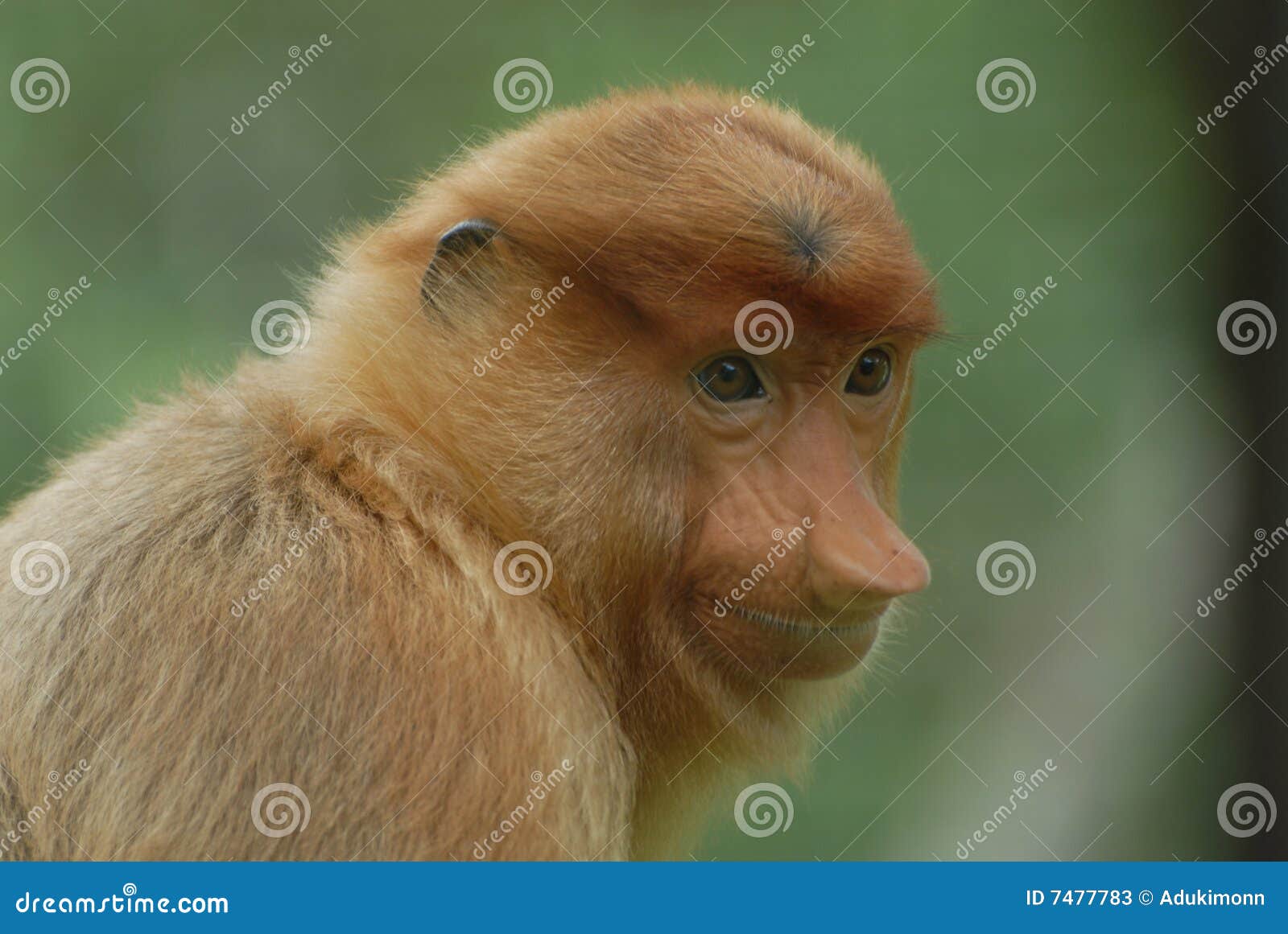 Proboscis Monkey stock image. Image of unusual, monkey - 7477783
