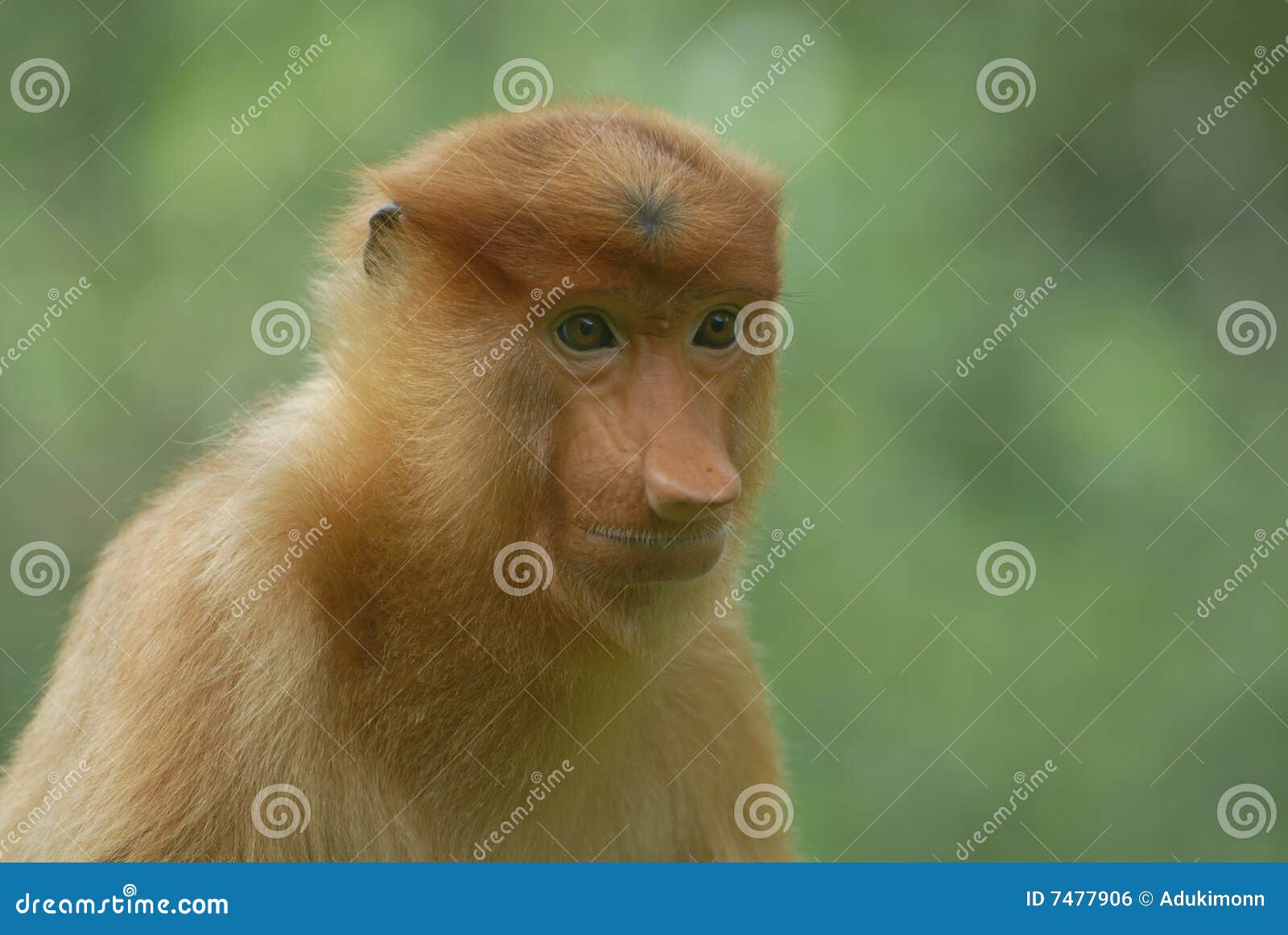 Proboscis monkey stock photo. Image of monkey, persons - 7477906