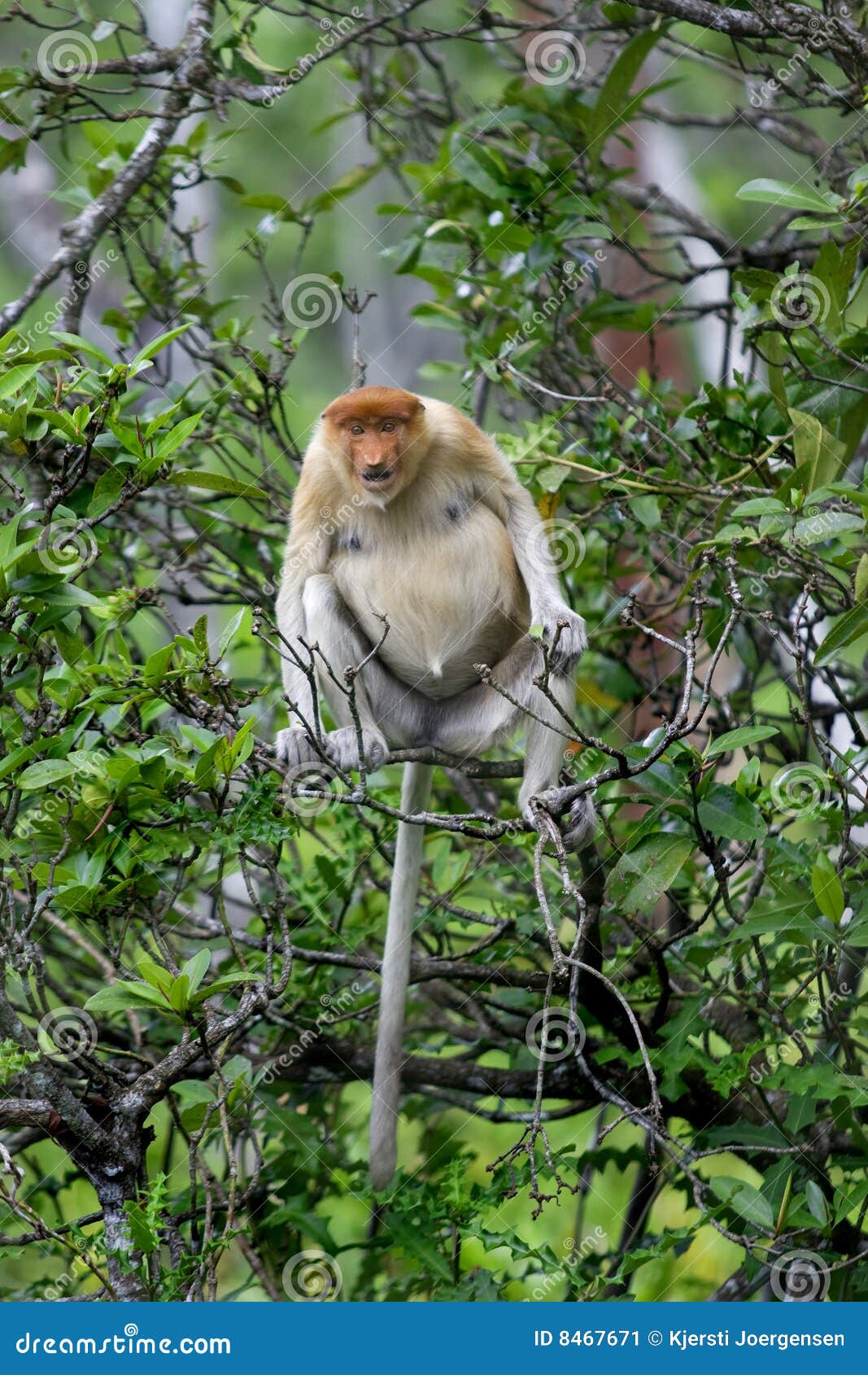 Proboscis monkey stock image. Image of jumping, malaysia - 8467671