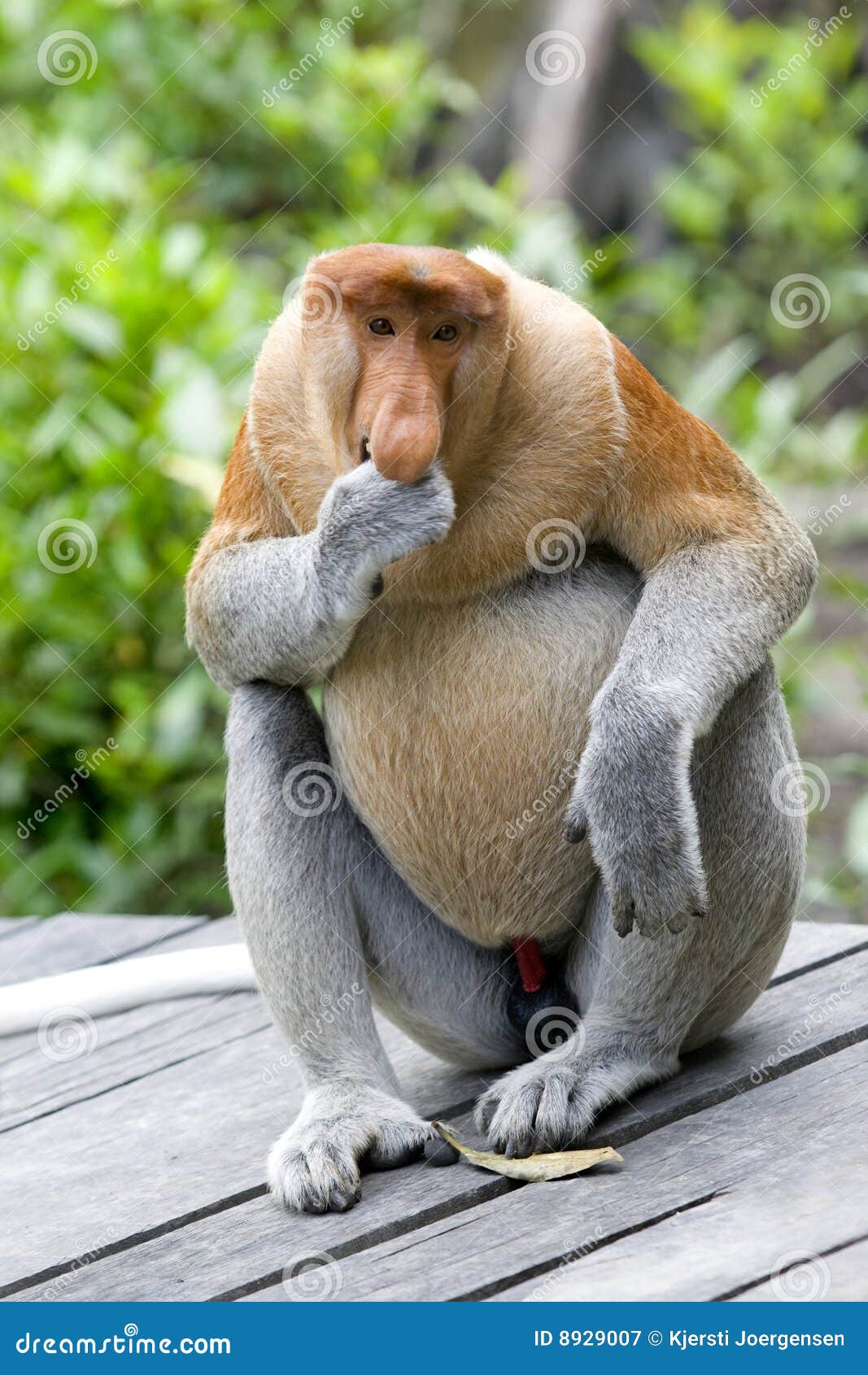 Proboscis monkey stock image. Image of kinabalu, trees - 8929007