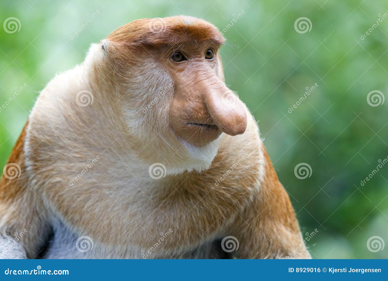 Proboscis monkey stock photo. Image of nationale, trees - 8929016