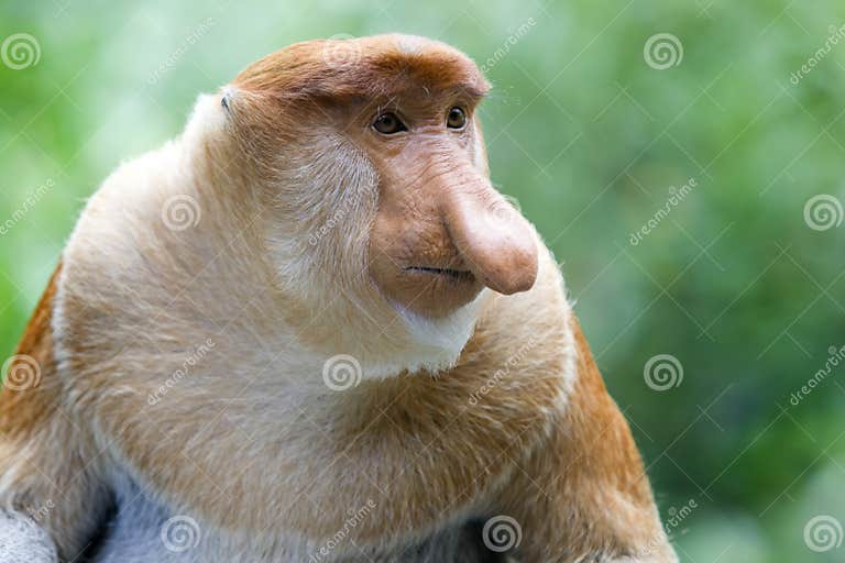 Proboscis monkey stock photo. Image of nationale, trees - 8929016