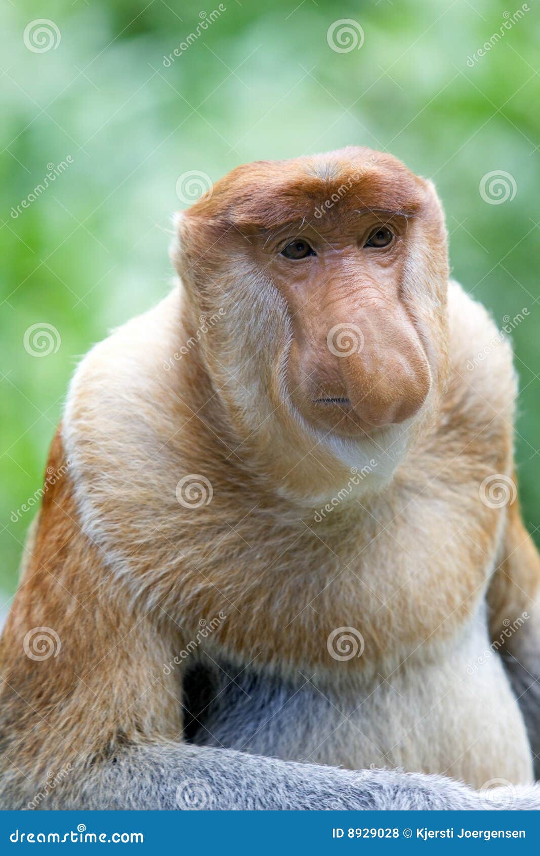 Proboscis monkey stock photo. Image of kuching, rare, playing - 8929028