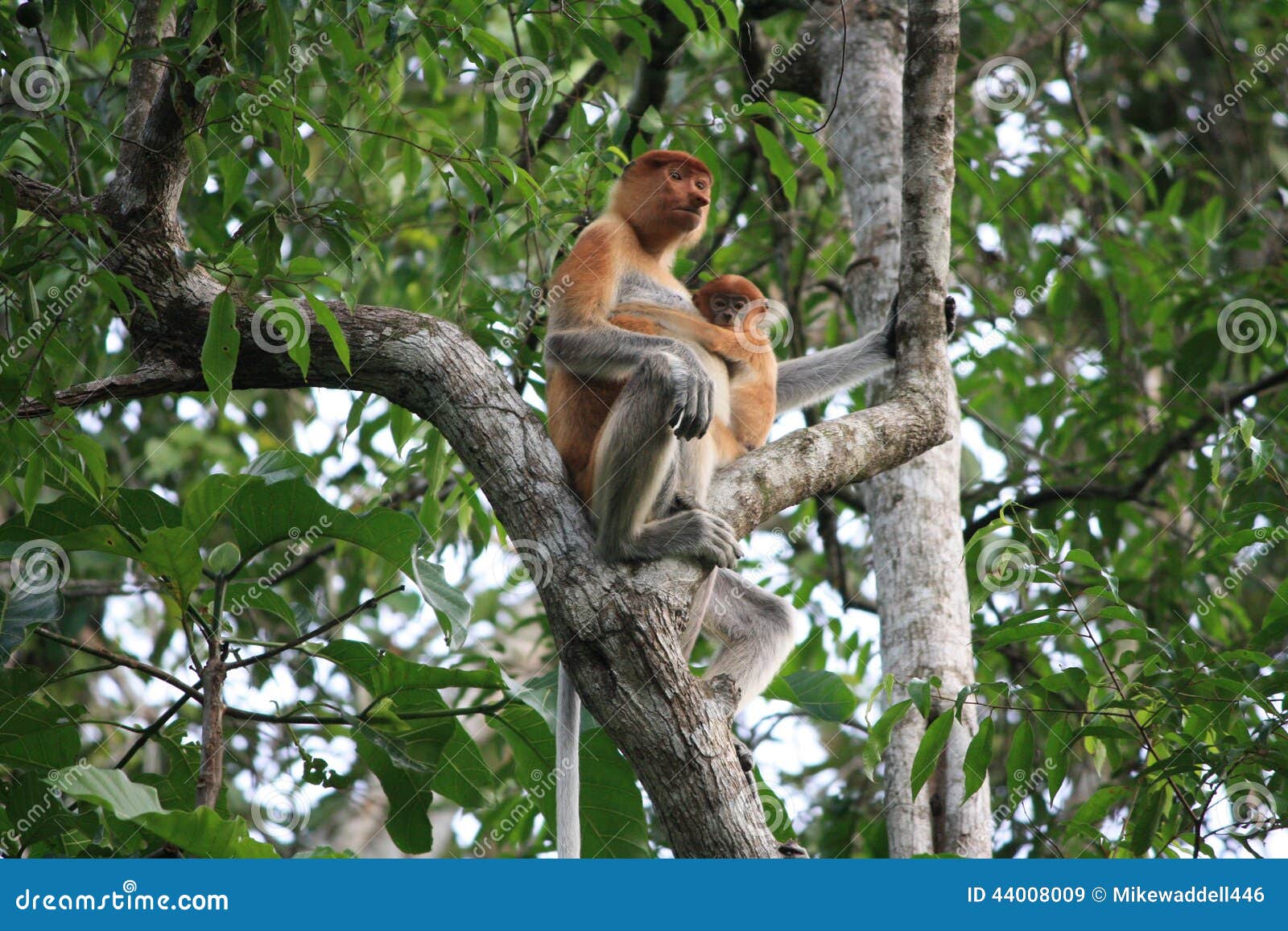 Proboscis monkey and baby stock image. Image of animal - 44008009