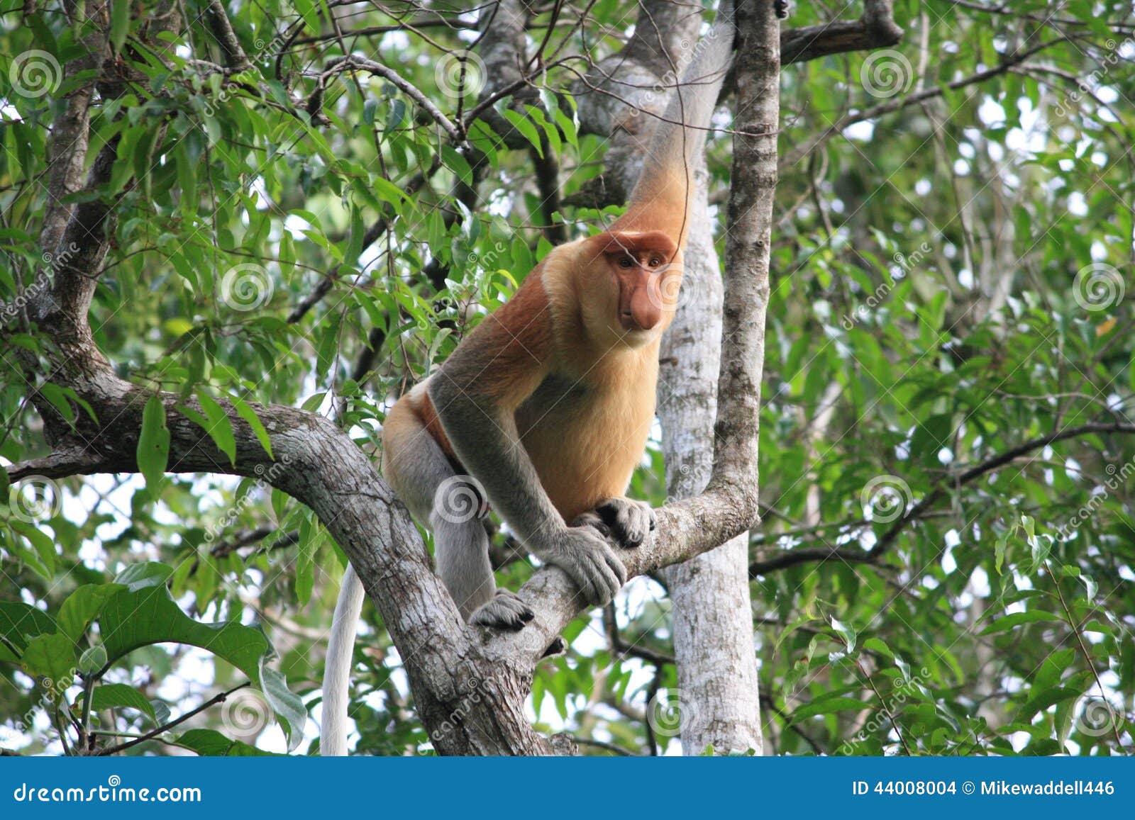 Proboscis monkey stock photo. Image of kinabatangan, proboscis - 44008004