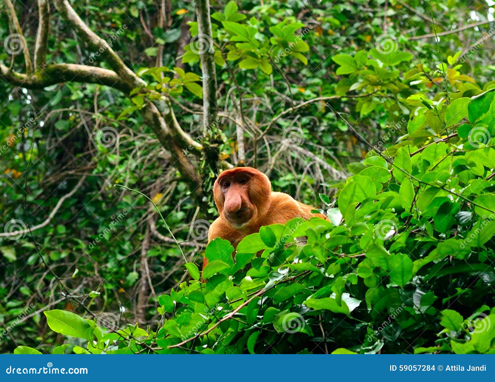 Proboscis Monkey, Borneo, Malaysia Stock Photo - Image of foliage ...