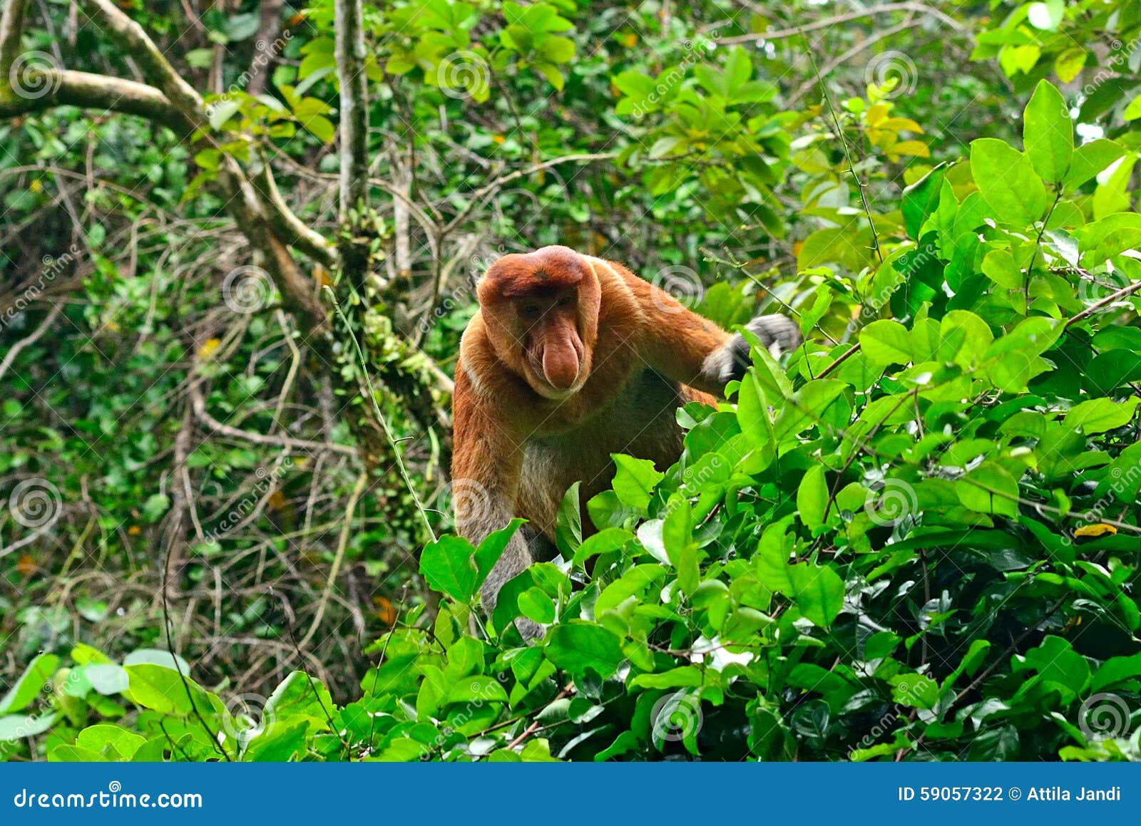 Proboscis Monkey, Borneo, Malaysia Stock Photo - Image of bamboo ...