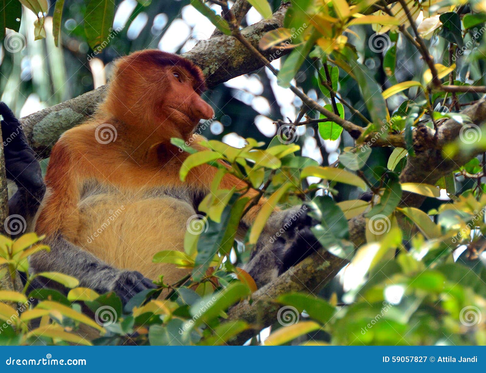 Proboscis Monkey, Borneo, Malaysia Stock Image - Image of hairy, hair ...