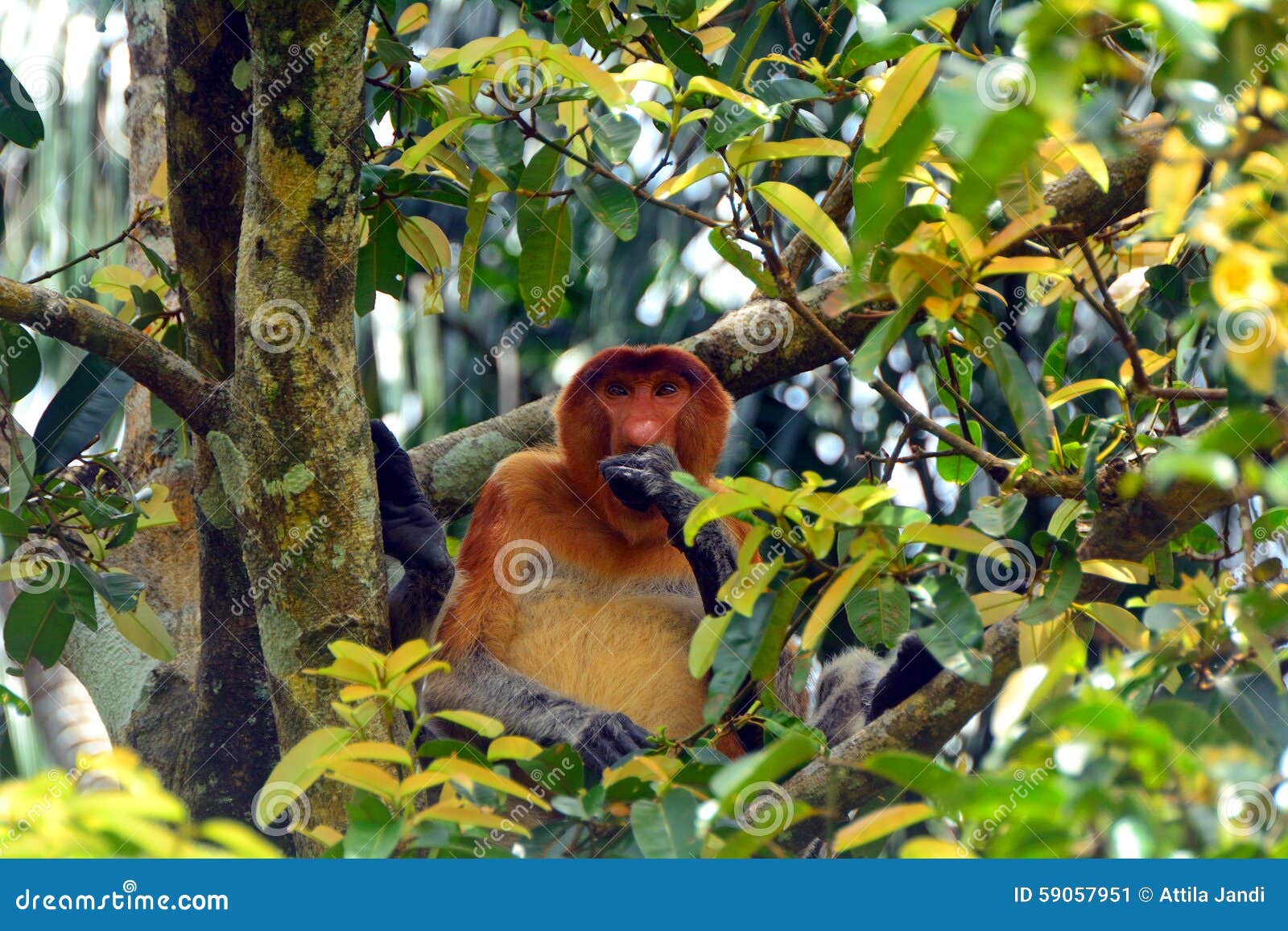 Proboscis Monkey, Borneo, Malaysia Stock Image - Image of bako, flora ...