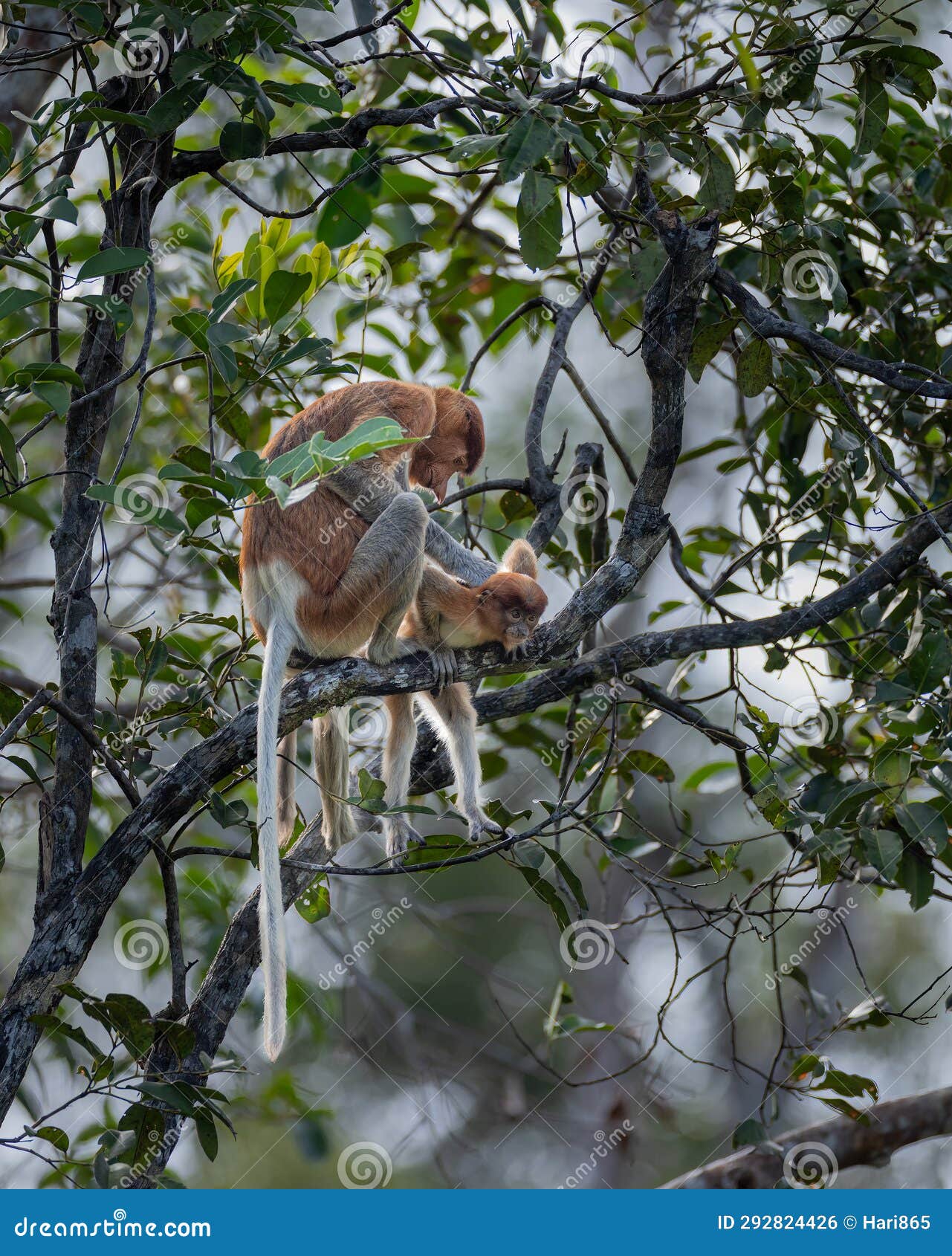 Proboscis Monkey - Mother and Baby, Borneo Islands, Indonesia Stock ...