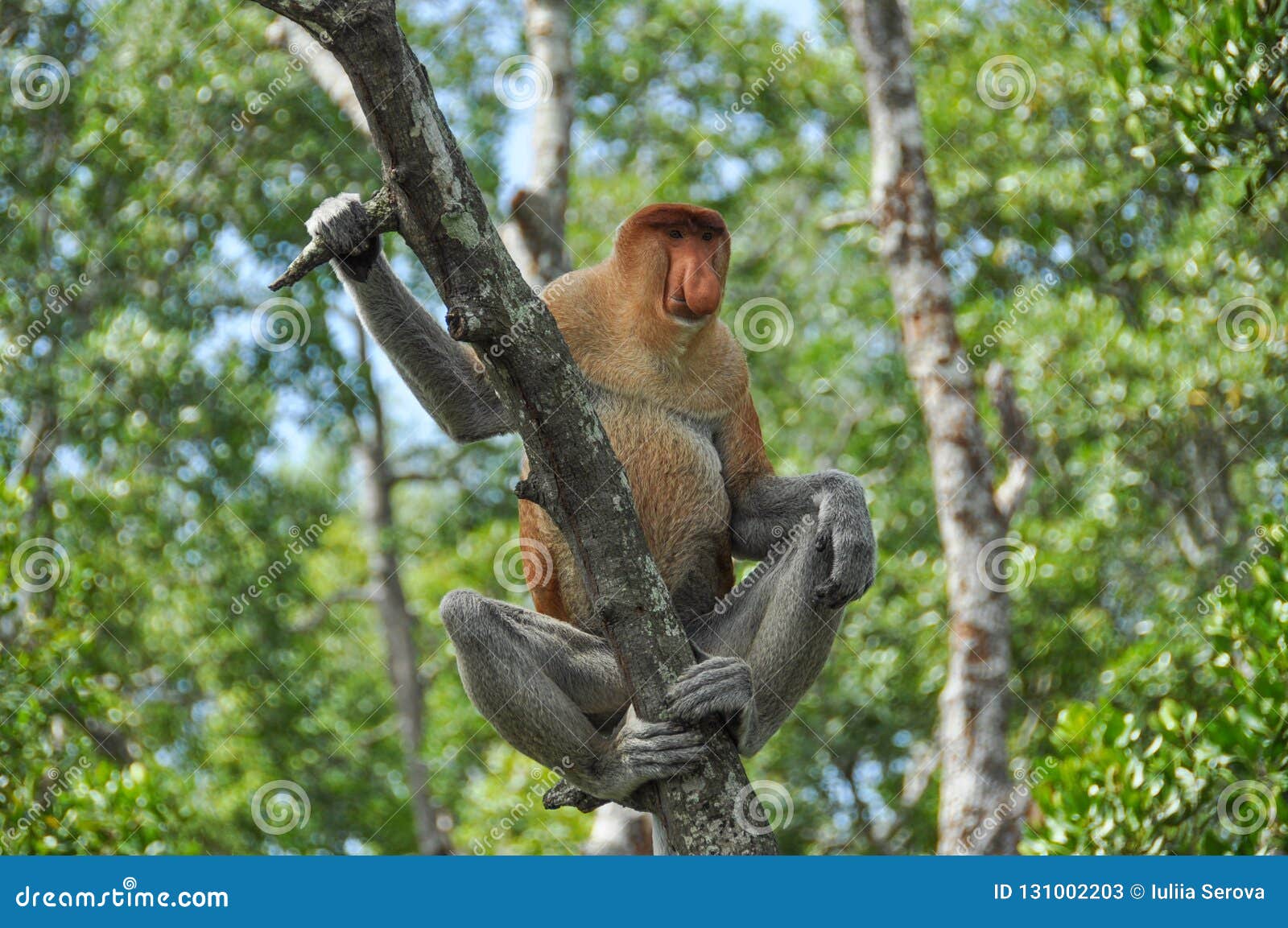 Proboscis monkey on Borneo stock image. Image of watch - 131002203