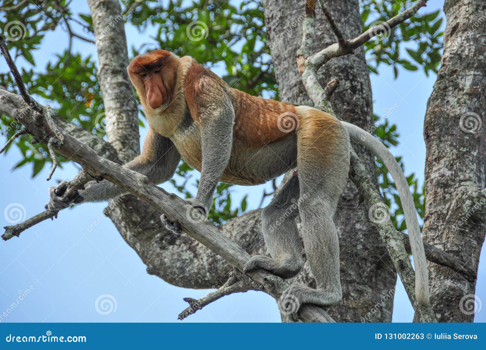 Proboscis monkey on Borneo stock image. Image of monkey - 131002263