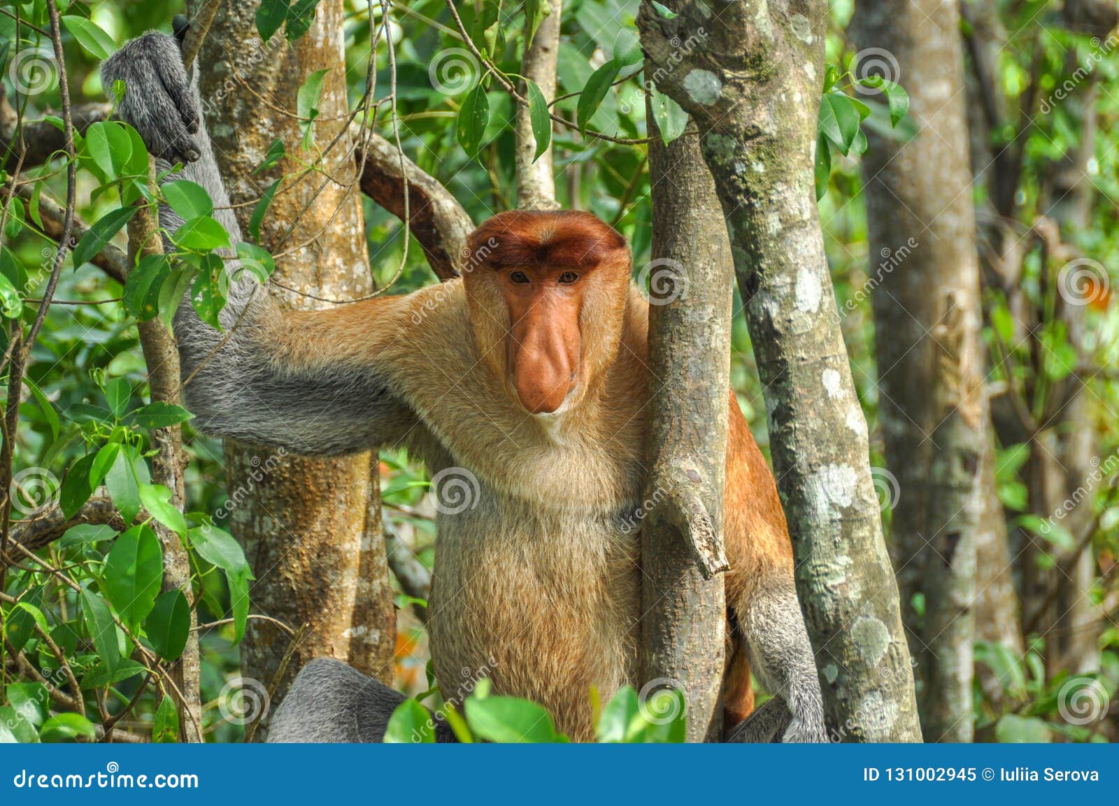 Proboscis monkey on Borneo stock image. Image of feeding - 131002945