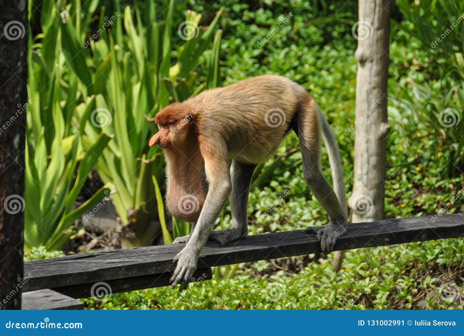 Proboscis monkey on Borneo stock image. Image of animals - 131002991
