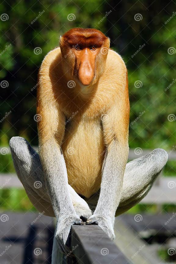 Proboscis monkey stock photo. Image of sabah, asia, larvatus - 33438042