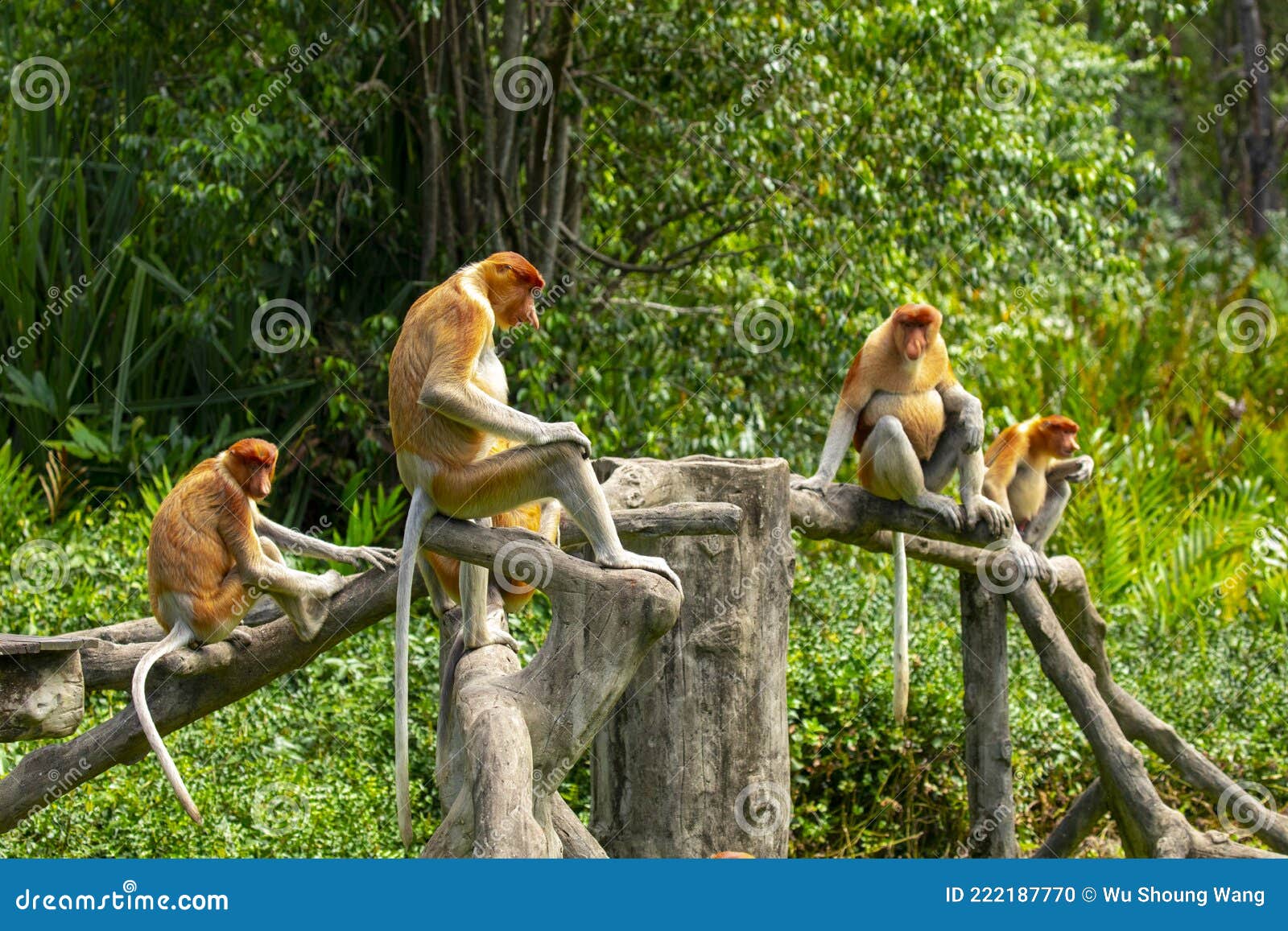 Foraging, Conservation Animals, Animals, Proboscis Monkey Stock Photo ...