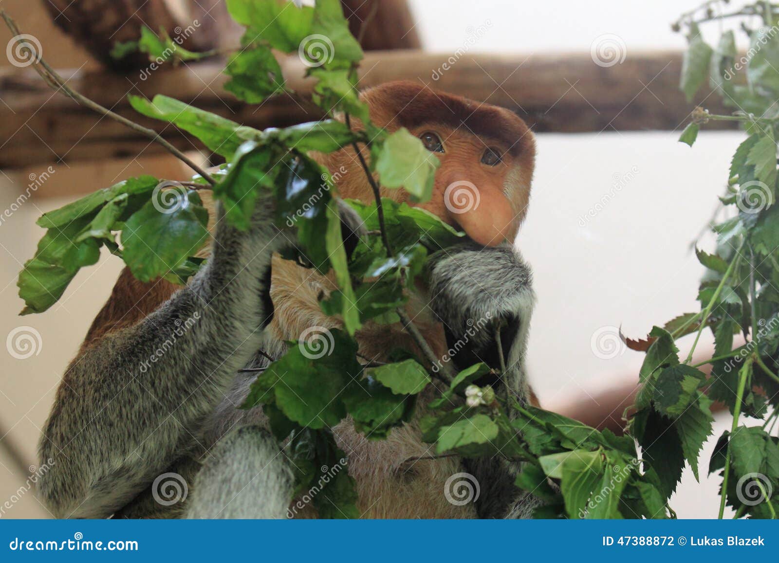 Proboscis monkey stock photo. Image of asia, borneo, body - 47388872