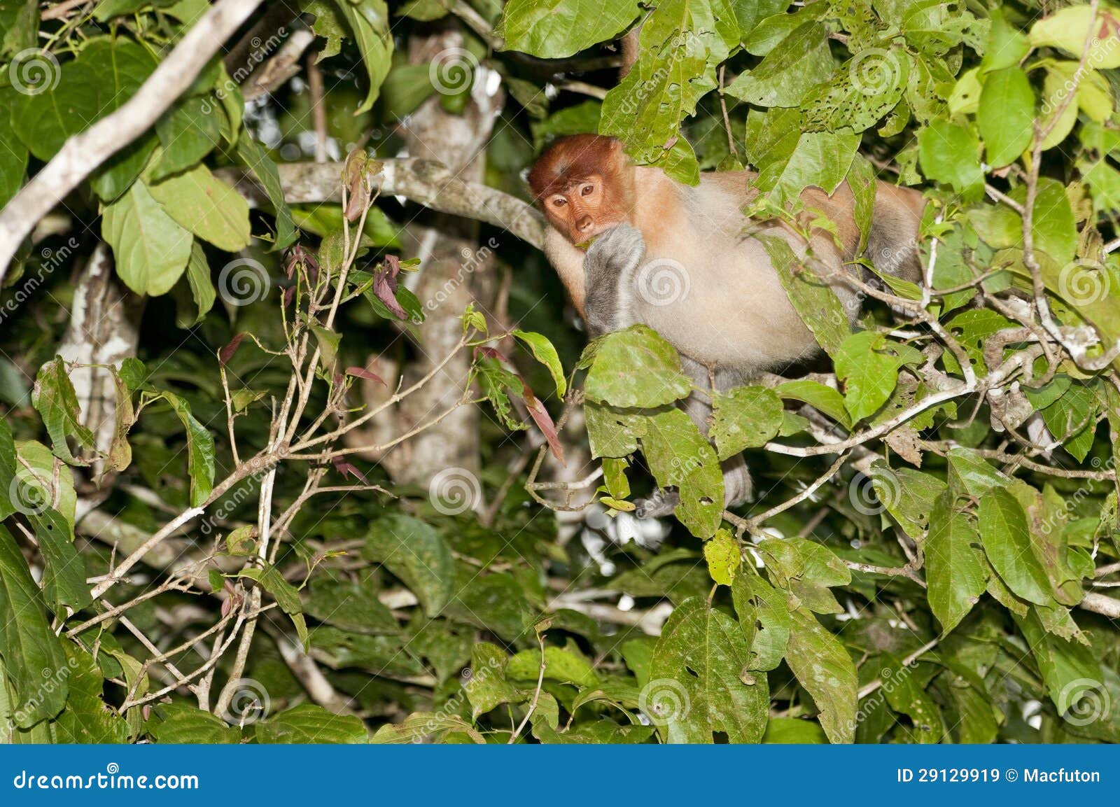 Proboscis Monkey Eating in a Tree Stock Image - Image of forest ...