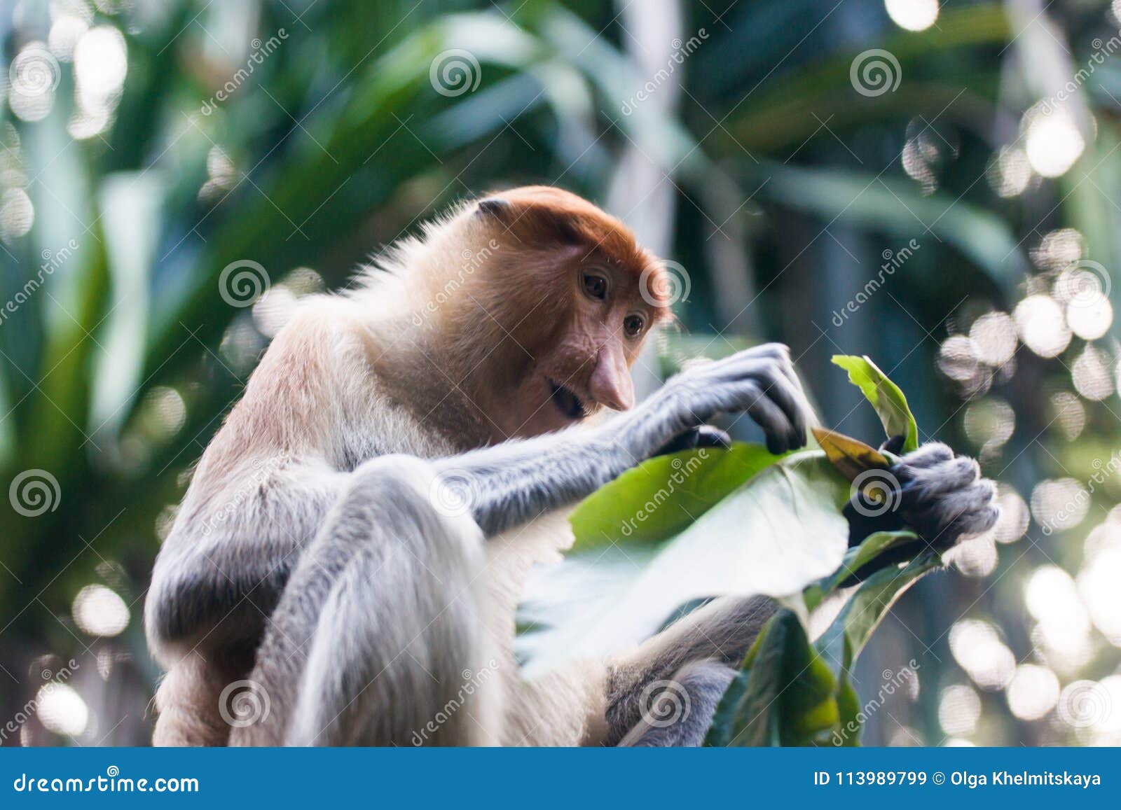 Proboscis Monkey Eats Tree Leaves Royalty-Free Stock Photography ...