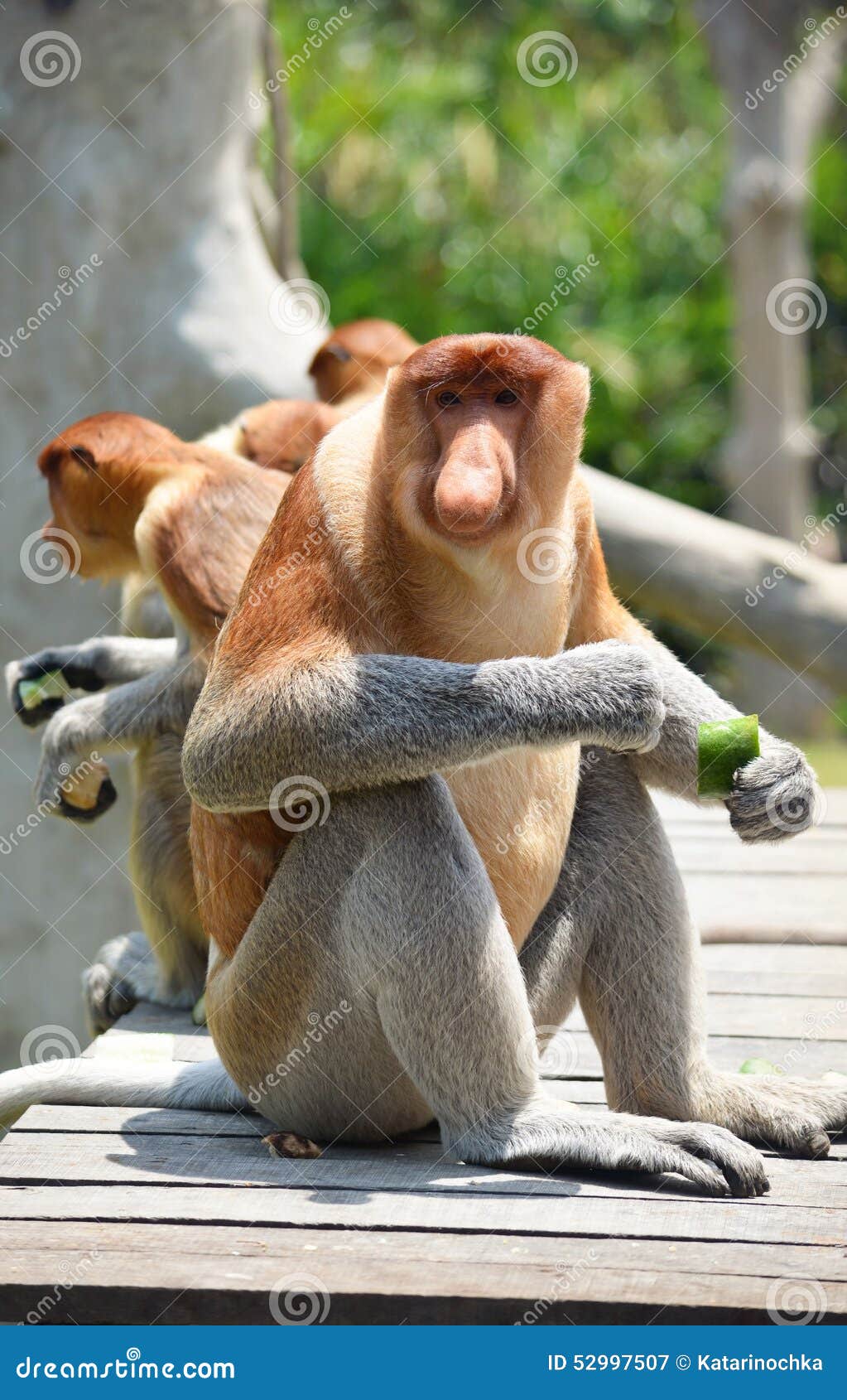 Proboscis Monkey Endemic of Borneo Island in Malaysia Stock Image ...