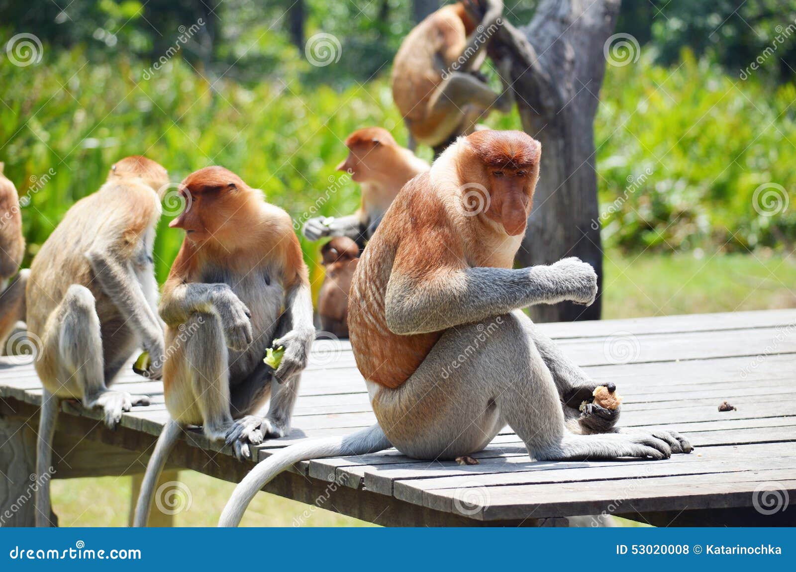 Proboscis Monkey Endemic of Borneo Island in Malaysia Stock Photo ...