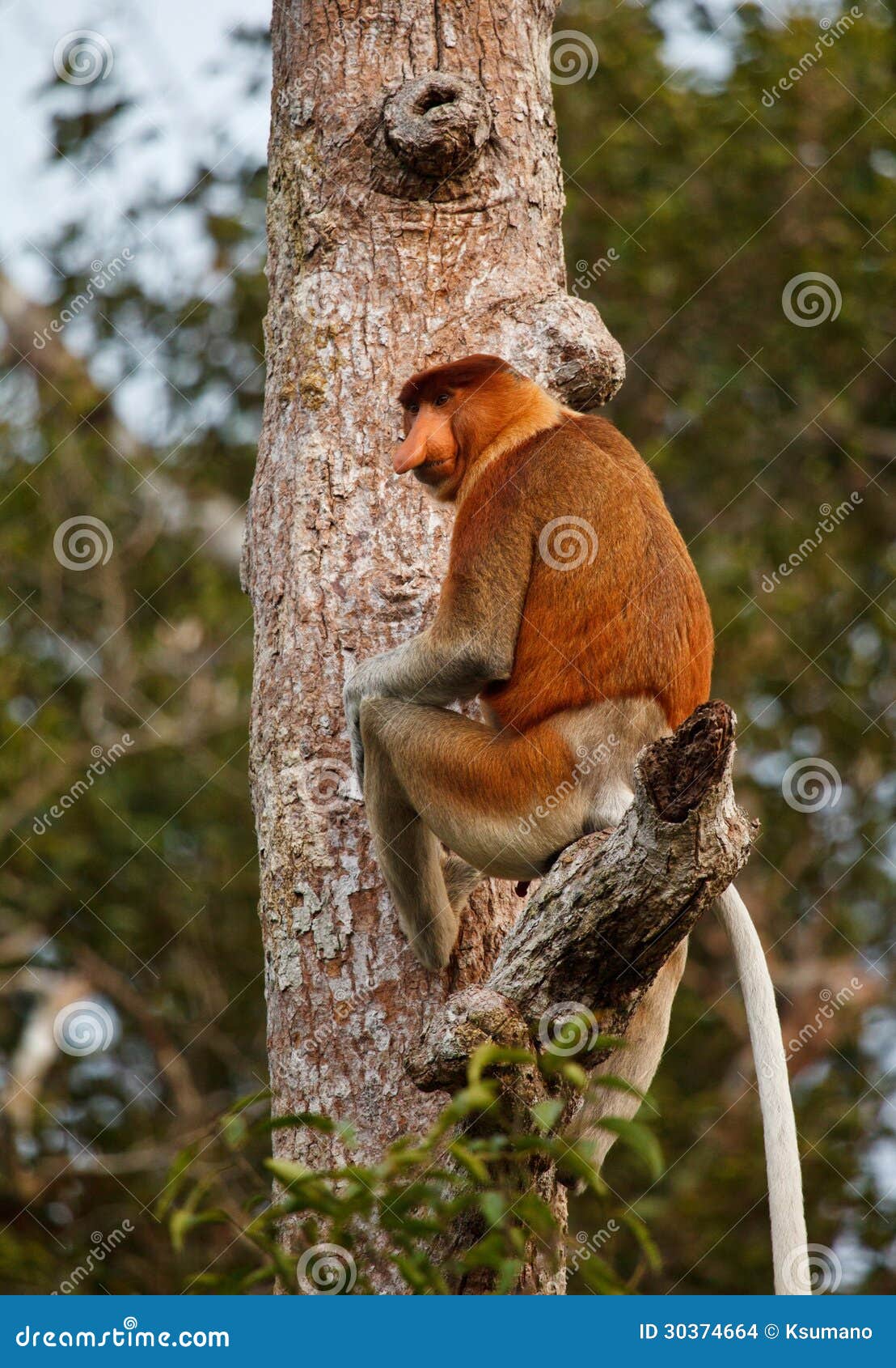Proboscis Monkey stock photo. Image of portrait, larvatus - 30374664