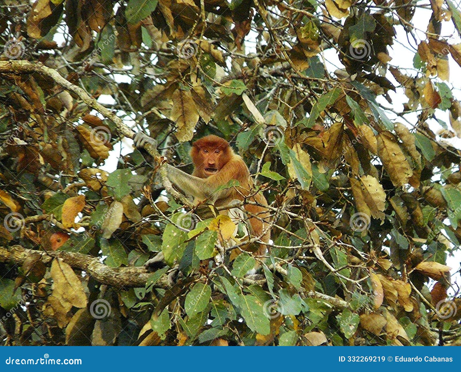 Proboscis Monkey, Kota Kinabalu, Island of Borneo, Malaysia Stock Image ...