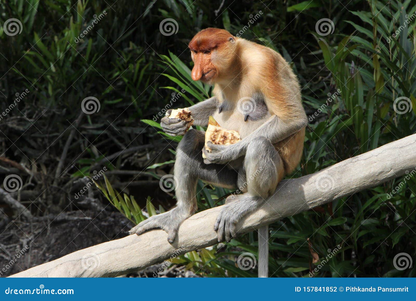Proboscis monkey stock photo. Image of creature, malaysia - 157841852