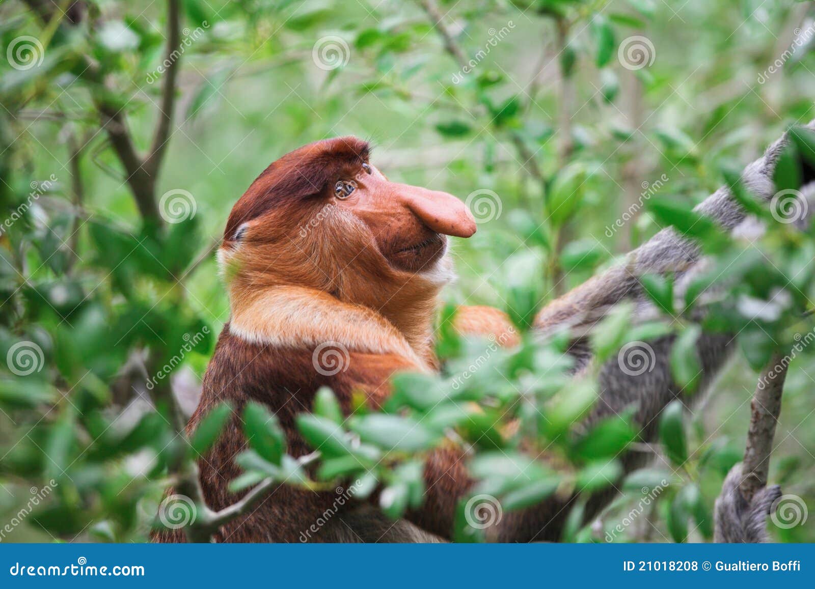 Proboscis Monkey Long Nosed Stock Photo - Image of nosed, wild: 21018208