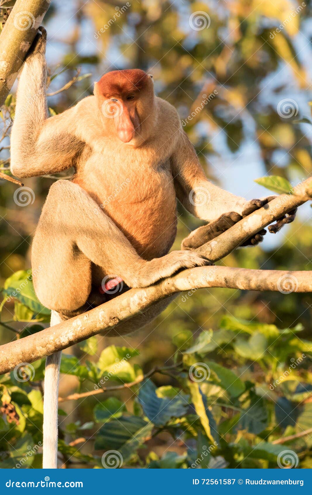 Proboscis monkey stock image. Image of nature, sitting - 72561587