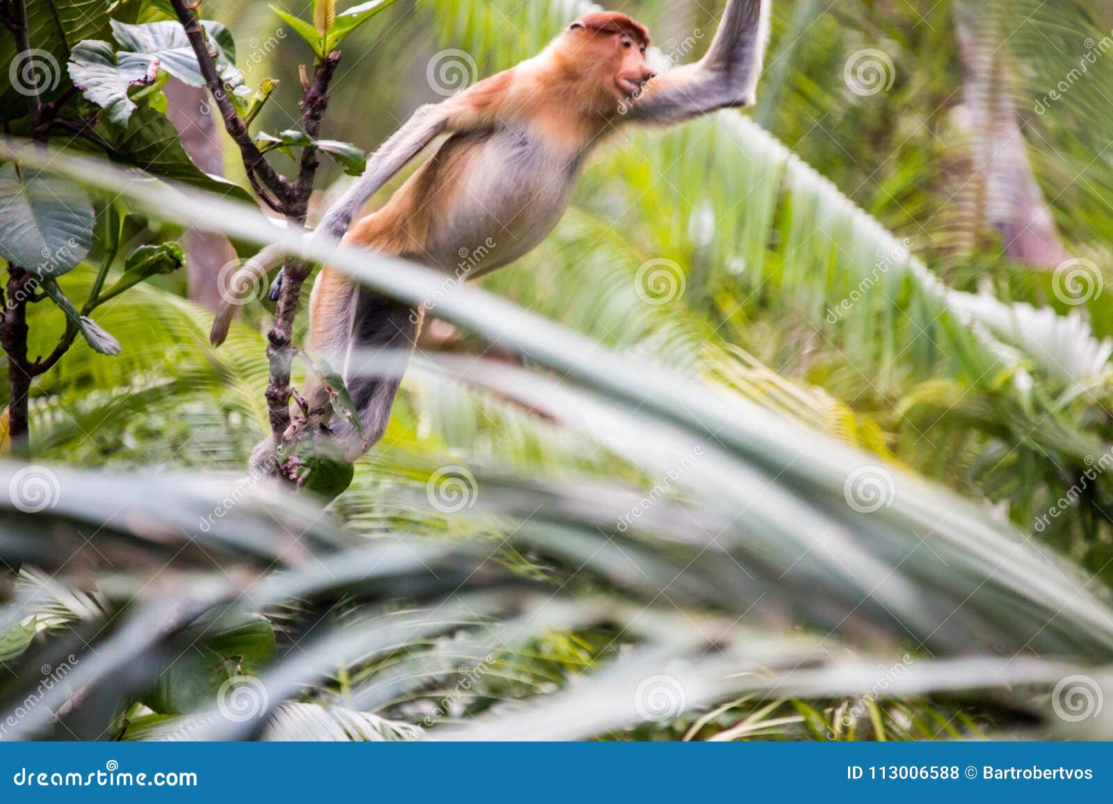 Proboscis Monkey in the Forest in Borneo Stock Photo - Image of ...