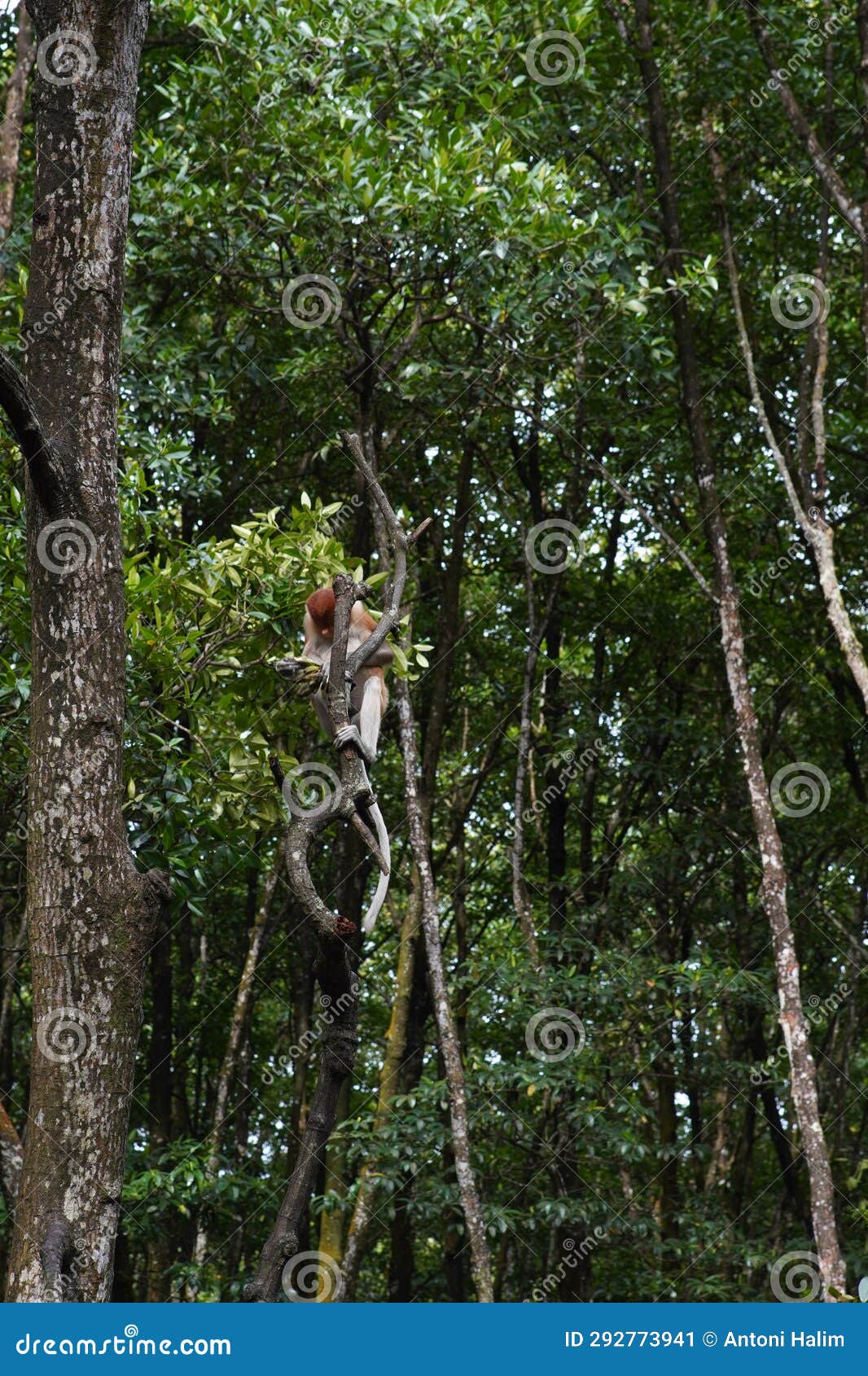 Proboscis monkey stock image. Image of park, asia, forest - 292773941