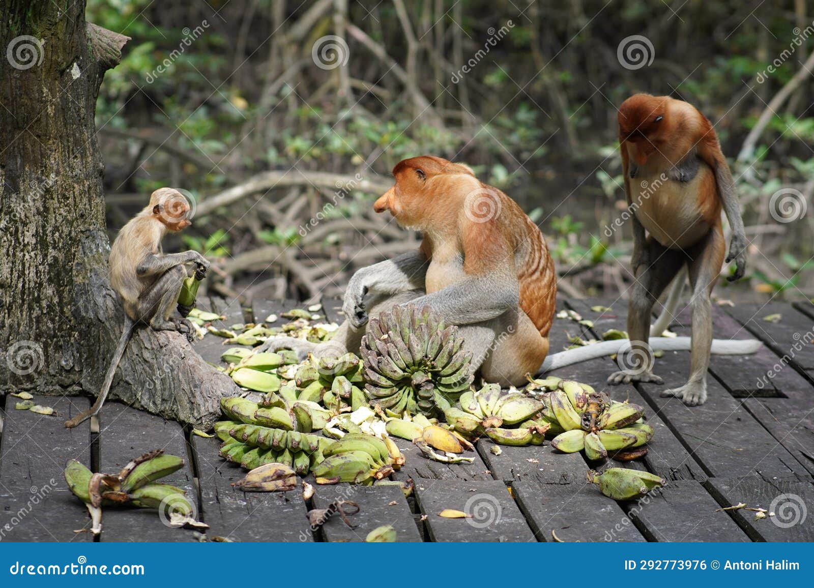 Proboscis monkey stock photo. Image of proboscis, larvatus - 292773976