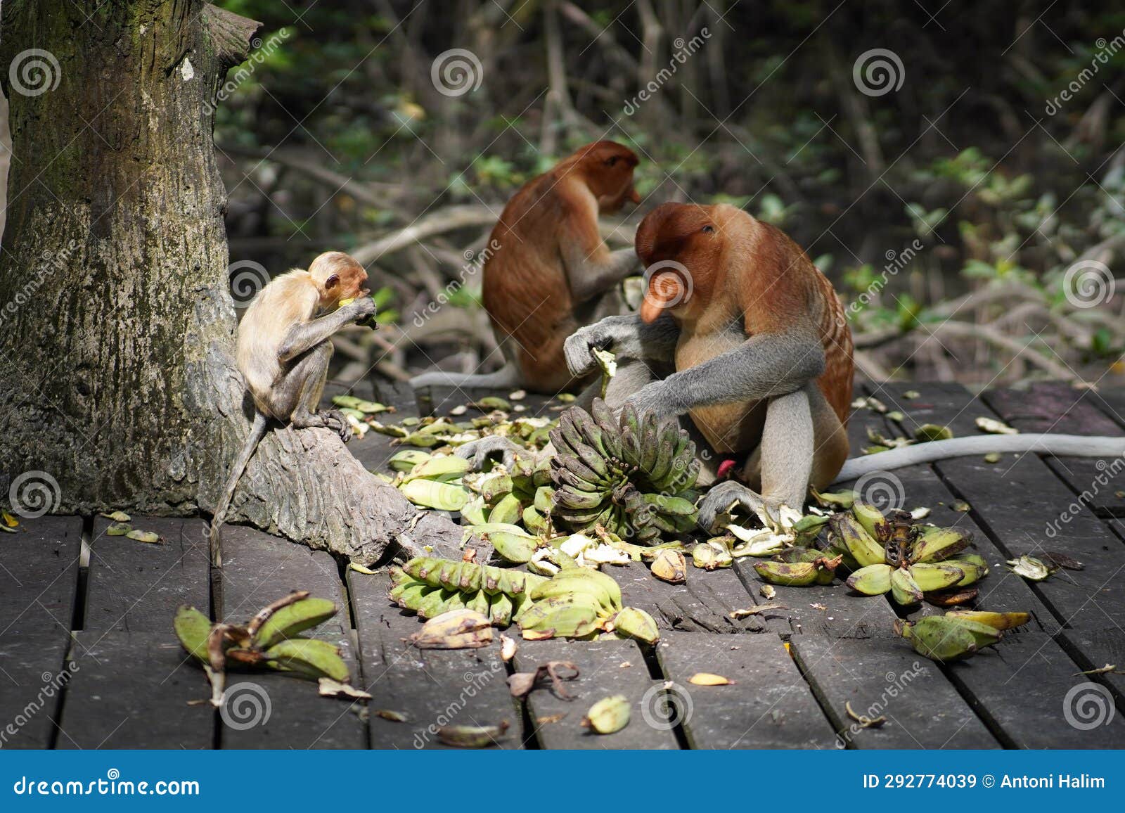 Proboscis monkey stock image. Image of safari, indonesia - 292774039