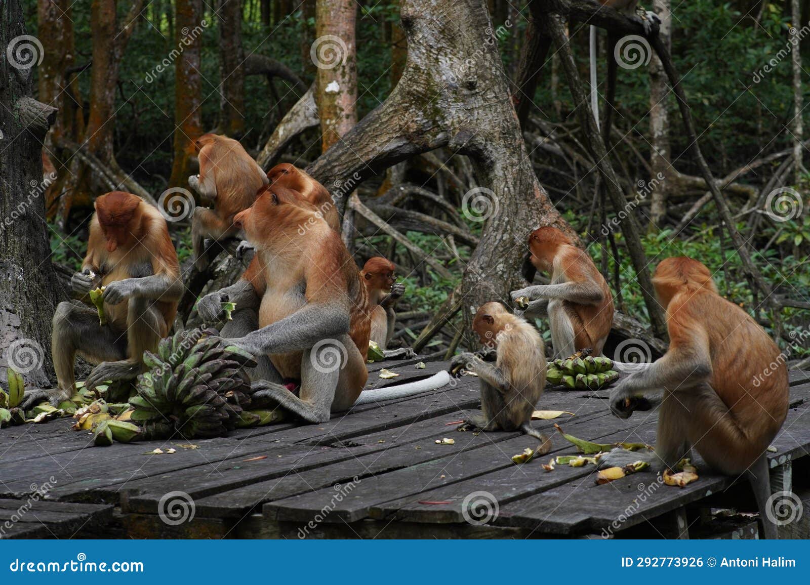 Proboscis monkey stock photo. Image of borneo, mangrove - 292773926