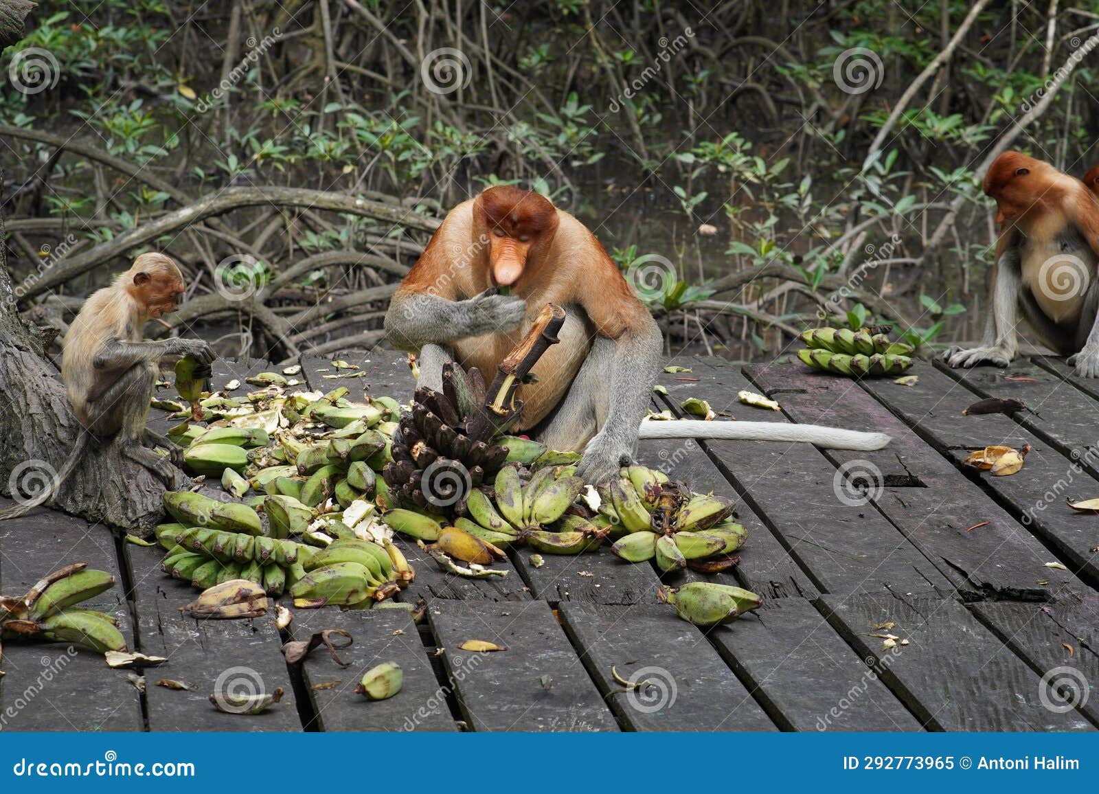 Proboscis monkey stock image. Image of proboscis, larvatus - 292773965