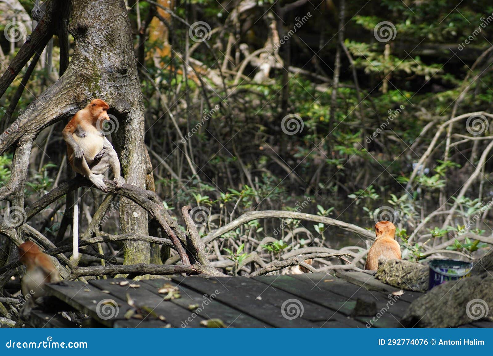 Proboscis monkey stock photo. Image of indonesia, borneo - 292774076