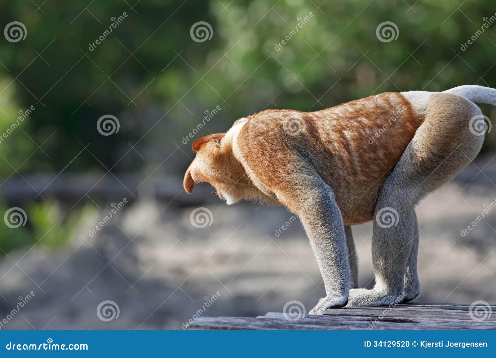 Proboscis monkey stock photo. Image of monkey, funny - 34129520