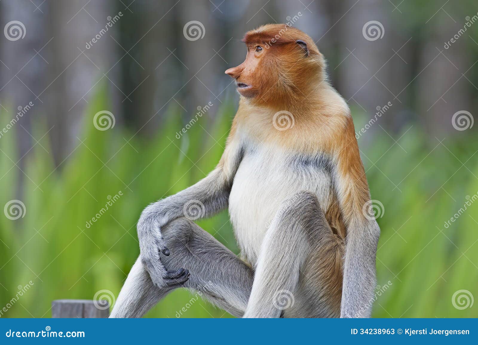 Proboscis monkey stock image. Image of exotic, rare, animal - 34238963