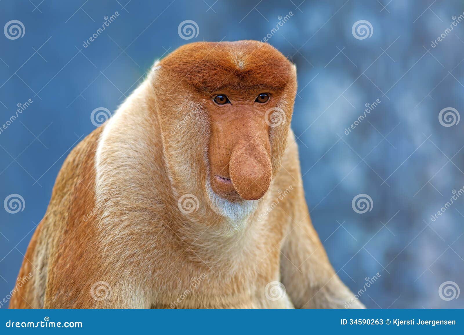 Proboscis monkey stock image. Image of proboscis, endemic - 34590263