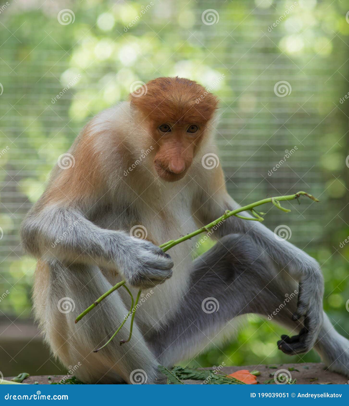 The Proboscis Monkey or Nasalis Larvatus or Long-nosed Monkey Stock ...